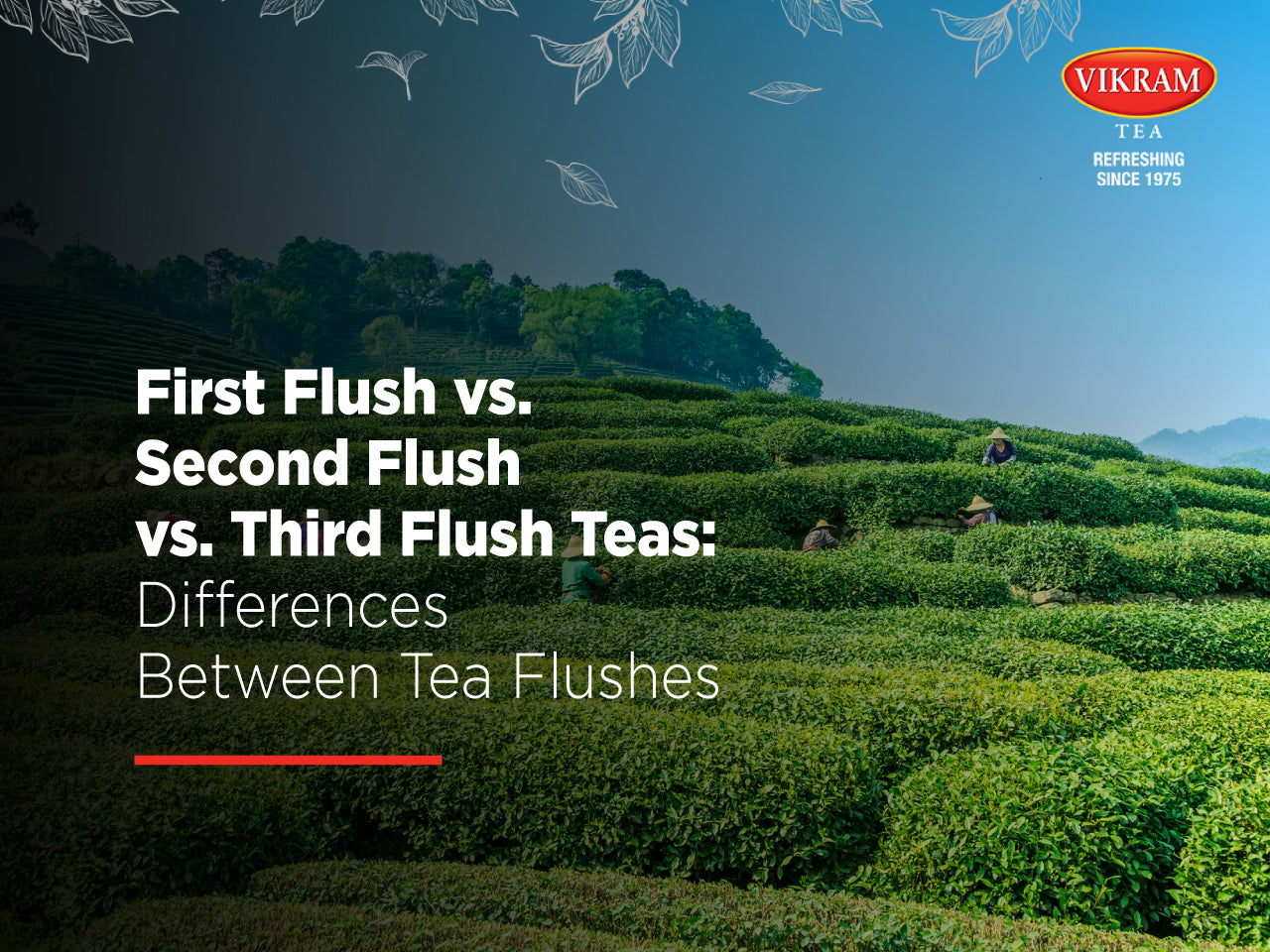 The Second Flush Tea And Its Significance – Vikram Tea